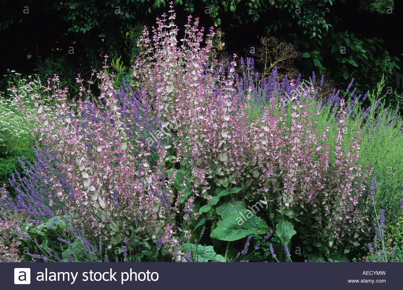 Clary sage Salvia sclarea 'Vatican Pink' Stock Photo: 13644648 - Alamy
