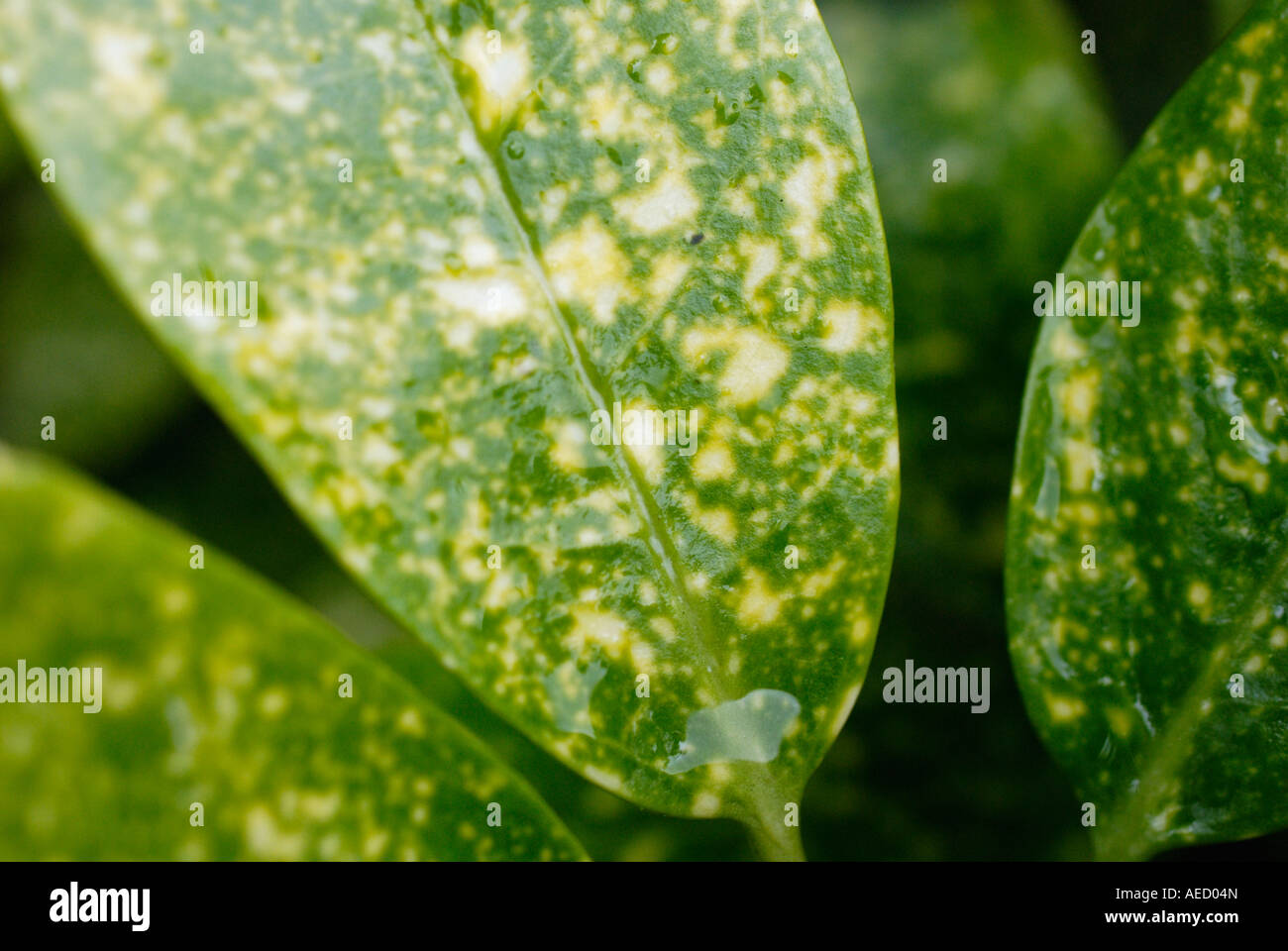 Spotted leaves hi-res stock photography and images - Alamy