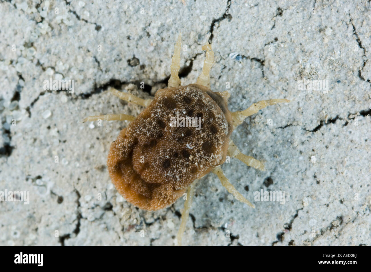 Tick (Ornithodorus rostratus) , Spain Stock Photo - Alamy