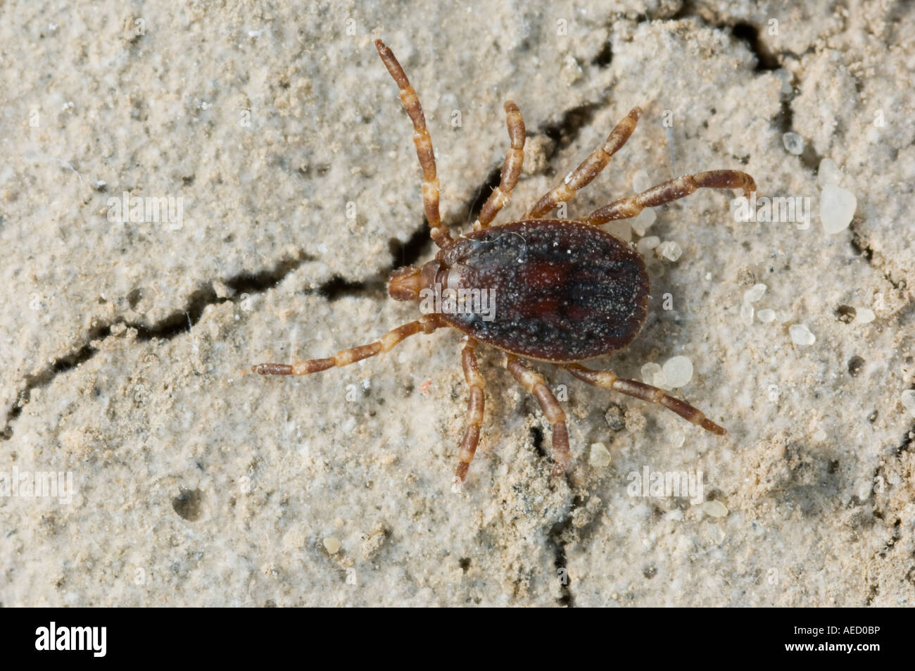 Tick (Hyalomma lusitanicum) , Spain Stock Photo - Alamy