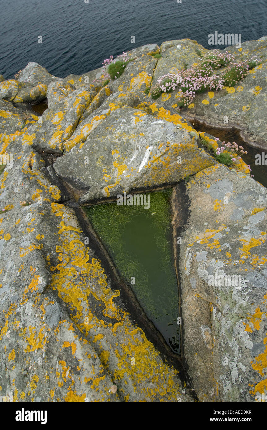 Cliff with Armeria maritima flower plant, Mousa island, Shetland UK ...