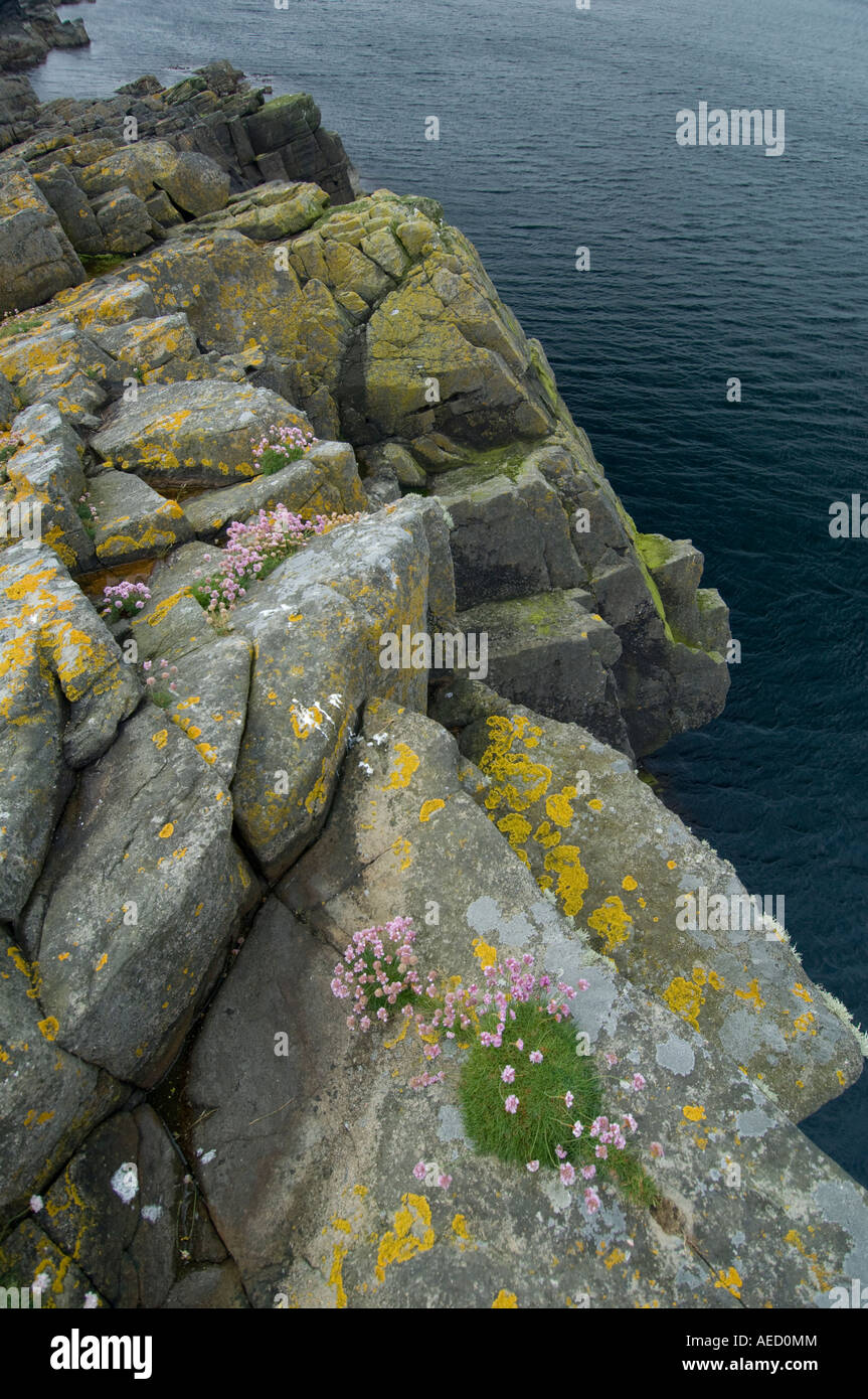 Cliff with Armeria maritima flower plant, Mousa island, Shetland UK ...