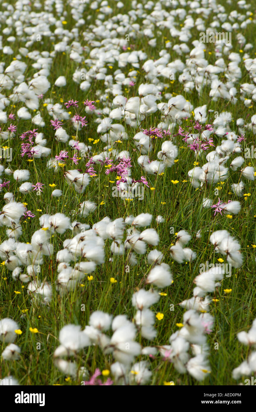 Bog cotton shetland hi-res stock photography and images - Alamy