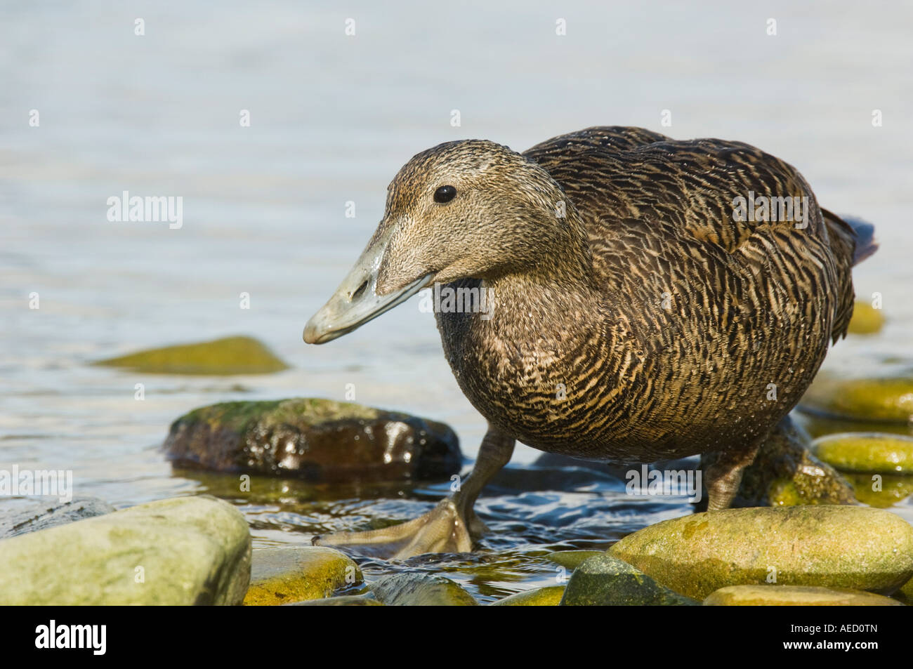 Common eider eider comun hi-res stock photography and images - Alamy