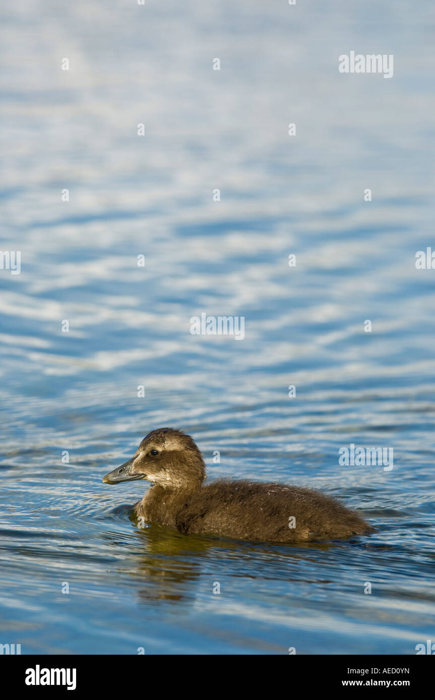Shetland leadership hi-res stock photography and images - Alamy