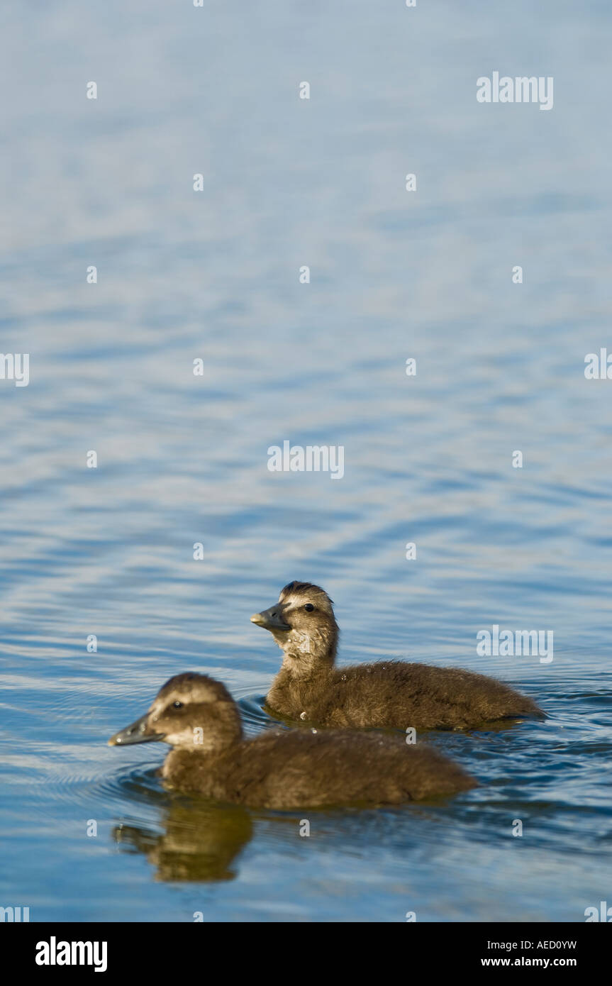 Common eider eider comun hi-res stock photography and images - Alamy