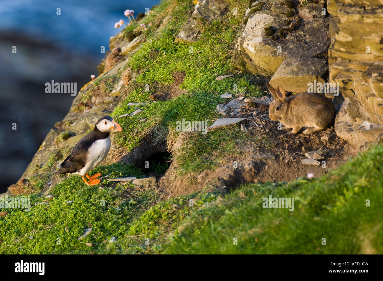 Puffin (Fratercula arctica) and Rabbit (Oryctolagus cuniculus), Fair ...