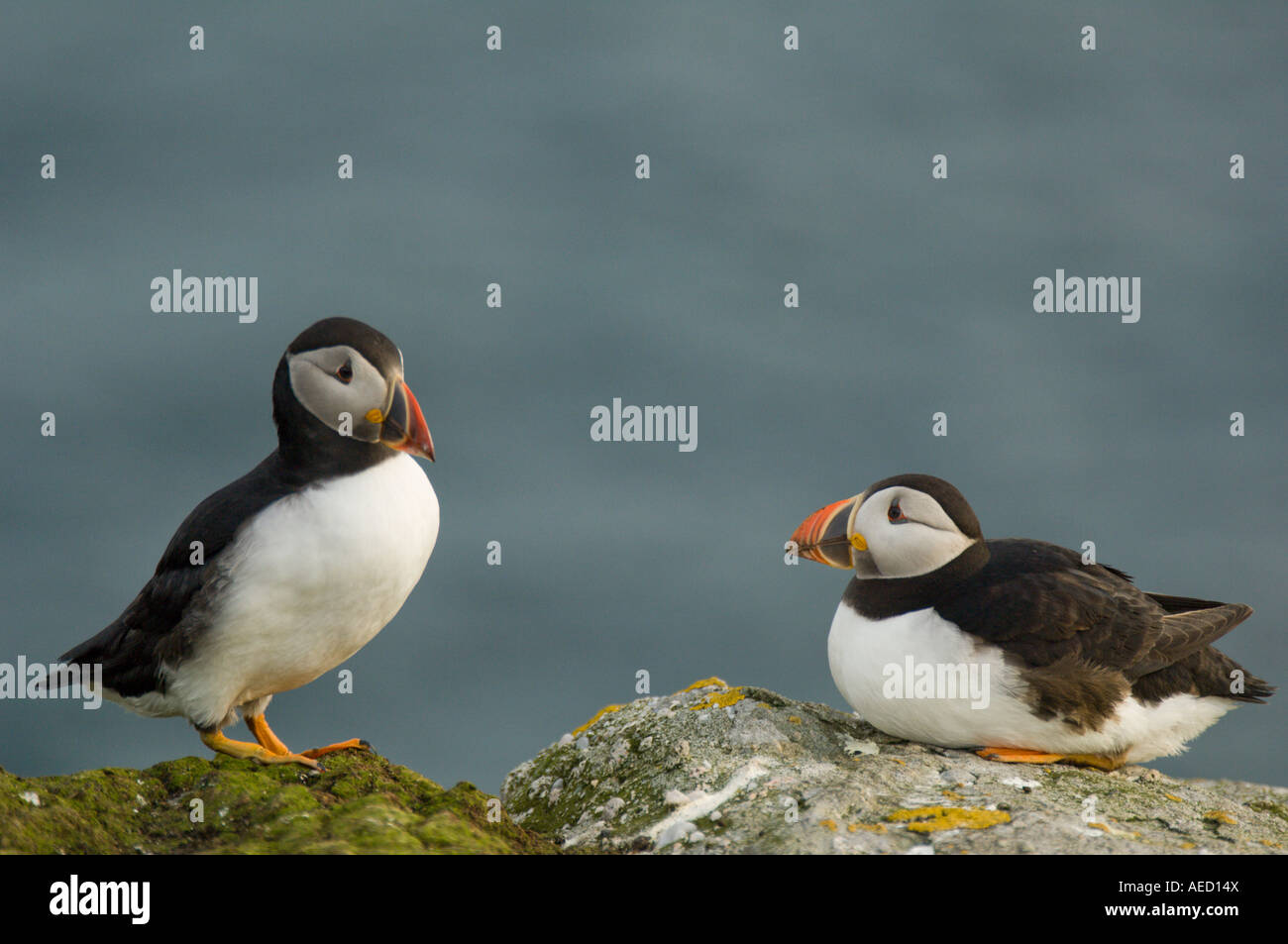 Two Puffins (Fratercula arctica), Fair Isle, Shetland, UK Stock Photo ...