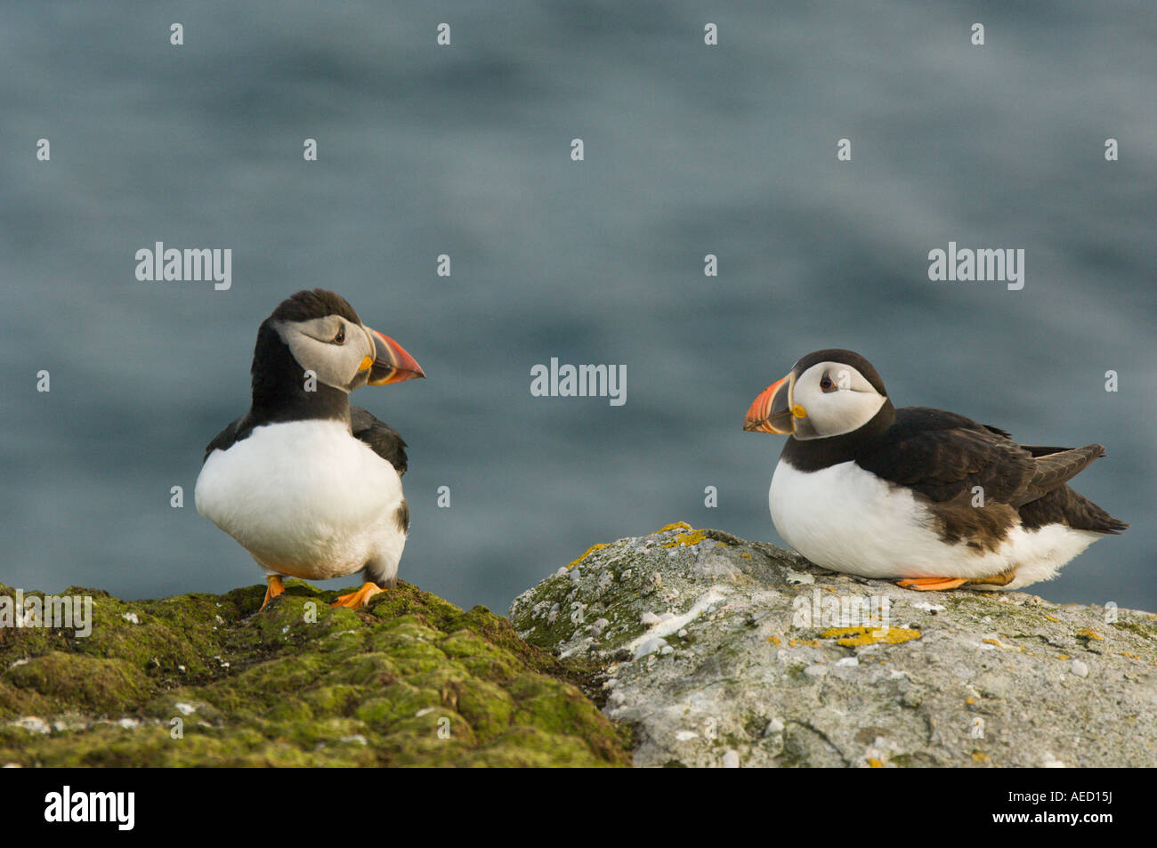Two Puffins (Fratercula arctica), Fair Isle, Shetland, UK Stock Photo ...