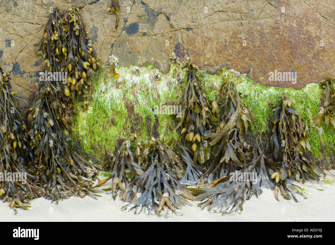 Fucus algae and floating vesicles, Fair isle, Shetland, UK Stock Photo ...