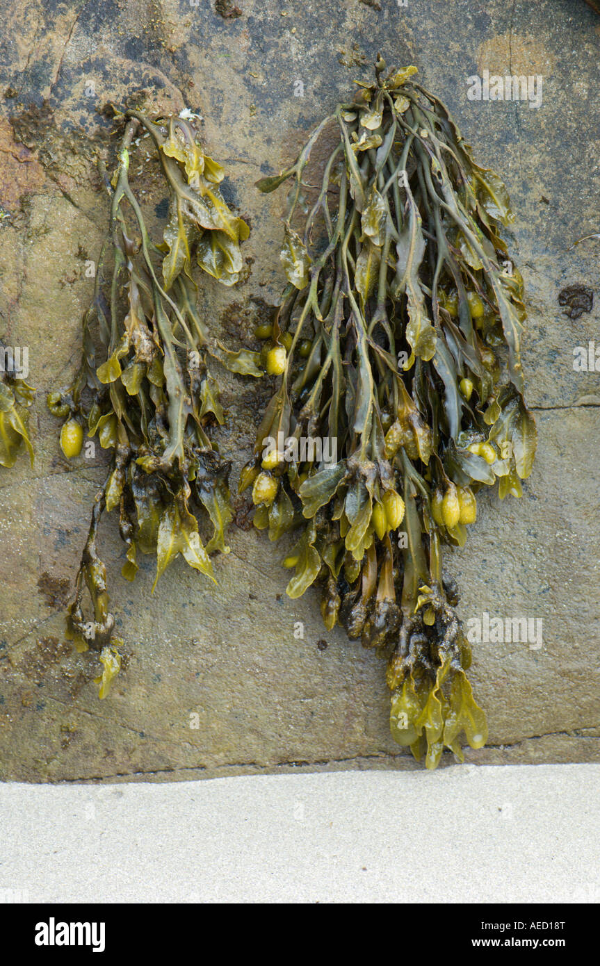Fucus algae and floating vesicles, Fair isle, Shetland, UK Stock Photo ...