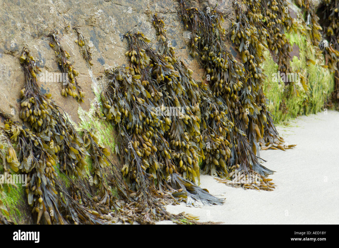 Fucus algae and floating vesicles, Fair isle, Shetland, UK Stock Photo ...