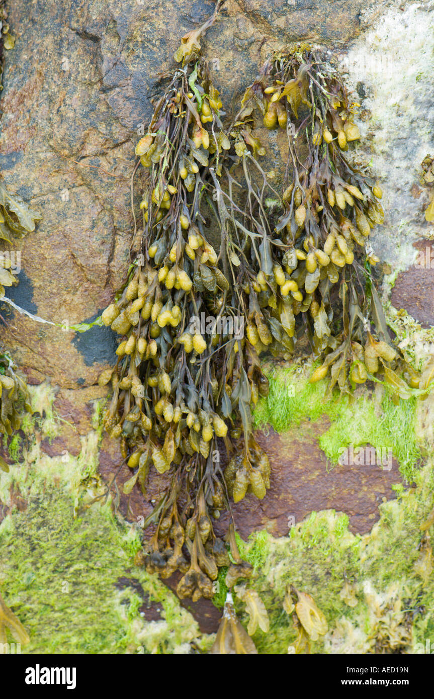Fucus algae and floating vesicles, Fair isle, Shetland, UK Stock Photo ...