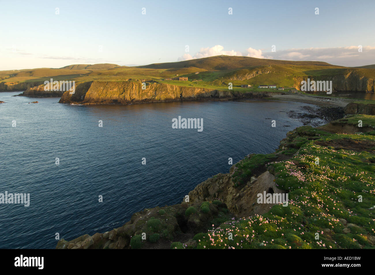 Landscape of Fair isle (Shetland, UK) with Puffin nests Stock Photo - Alamy