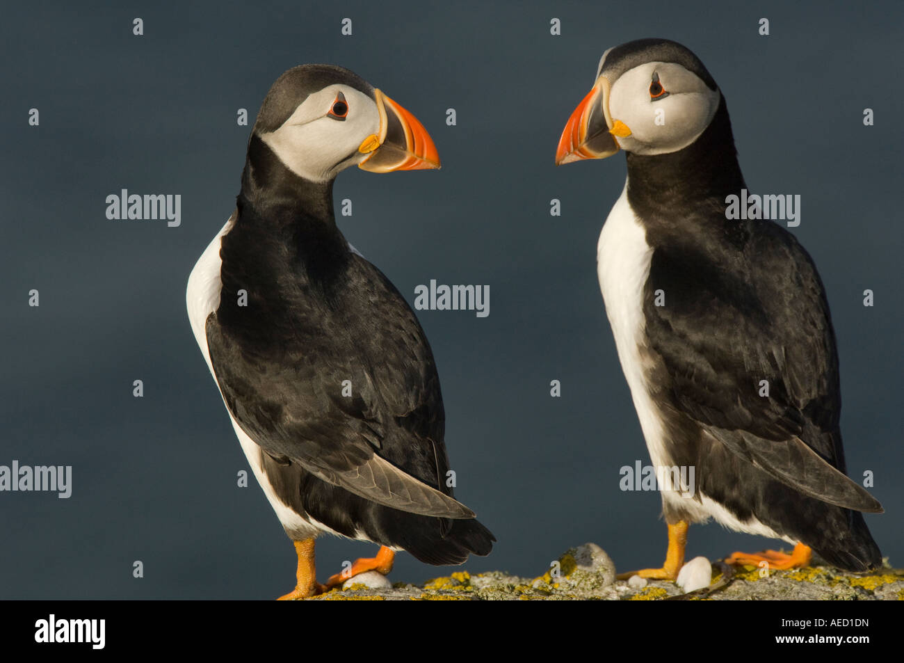 Two Puffins (Fratercula arctica), Shetland islands, UK Stock Photo - Alamy