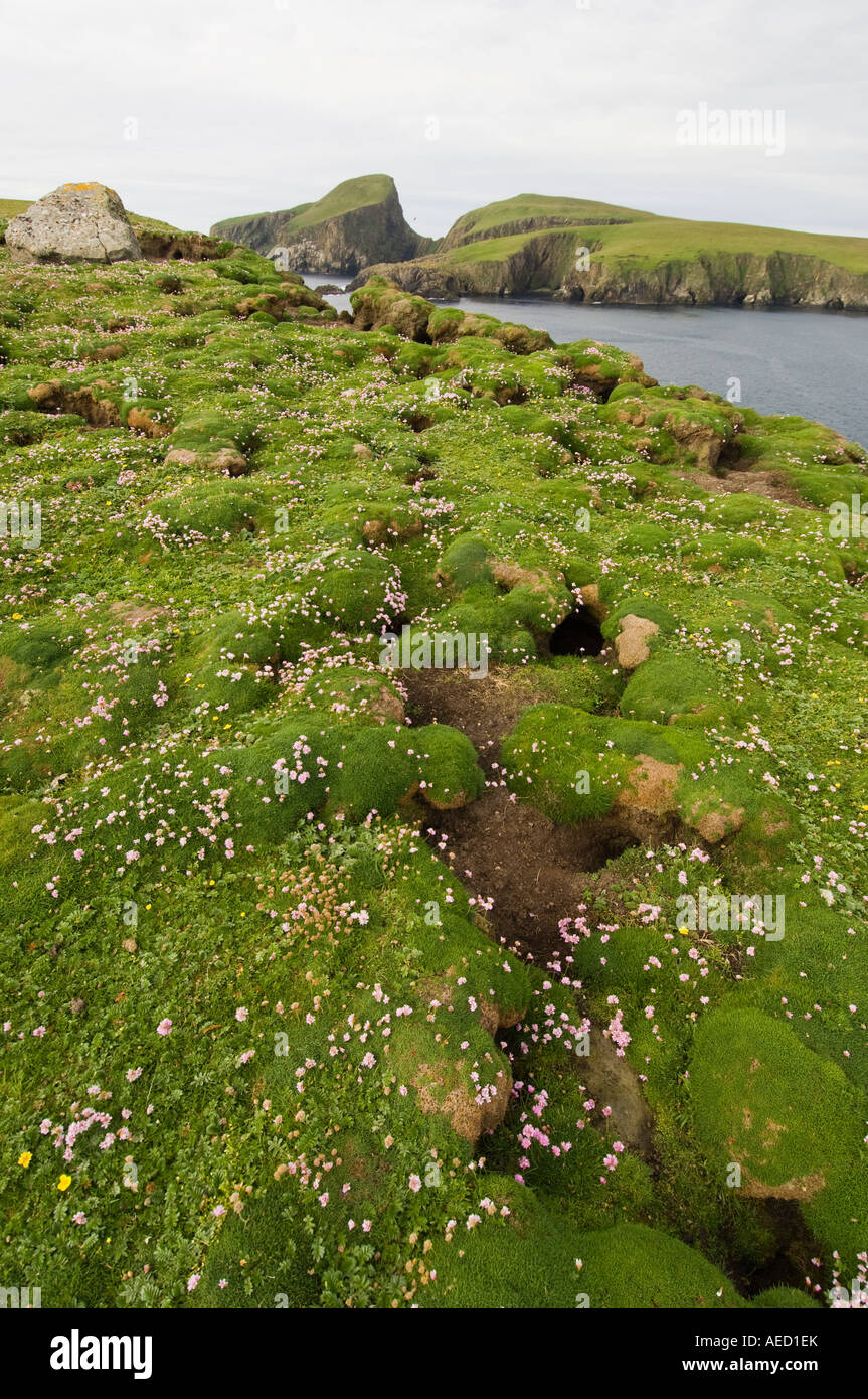 Landscape of Fair isle (Shetland, UK) with Puffin nests Stock Photo - Alamy