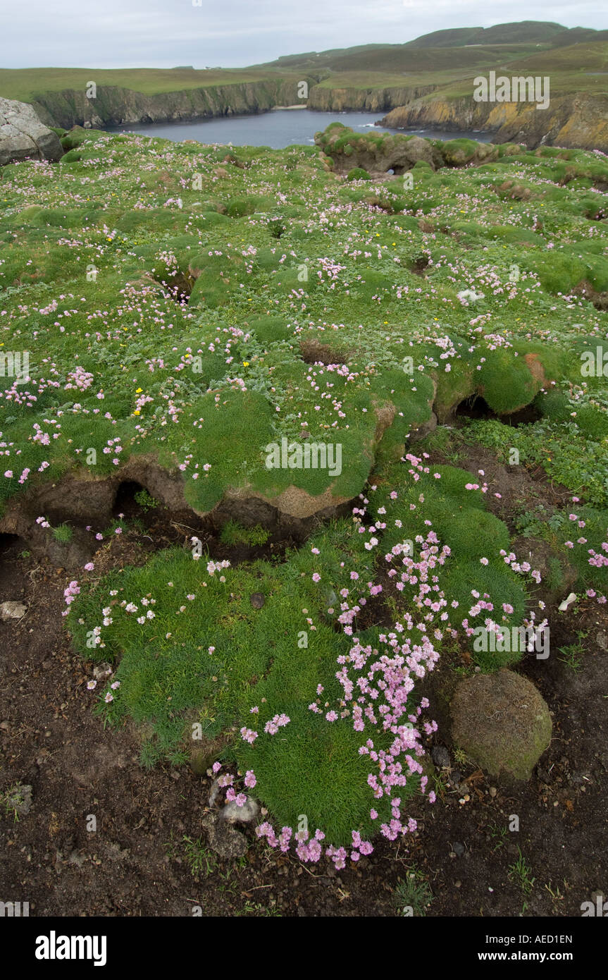 Landscape of Fair isle (Shetland, UK) with Puffin nests Stock Photo - Alamy