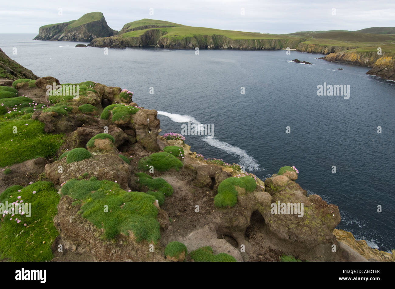 Landscape of Fair isle (Shetland, UK) with Puffin nests Stock Photo - Alamy