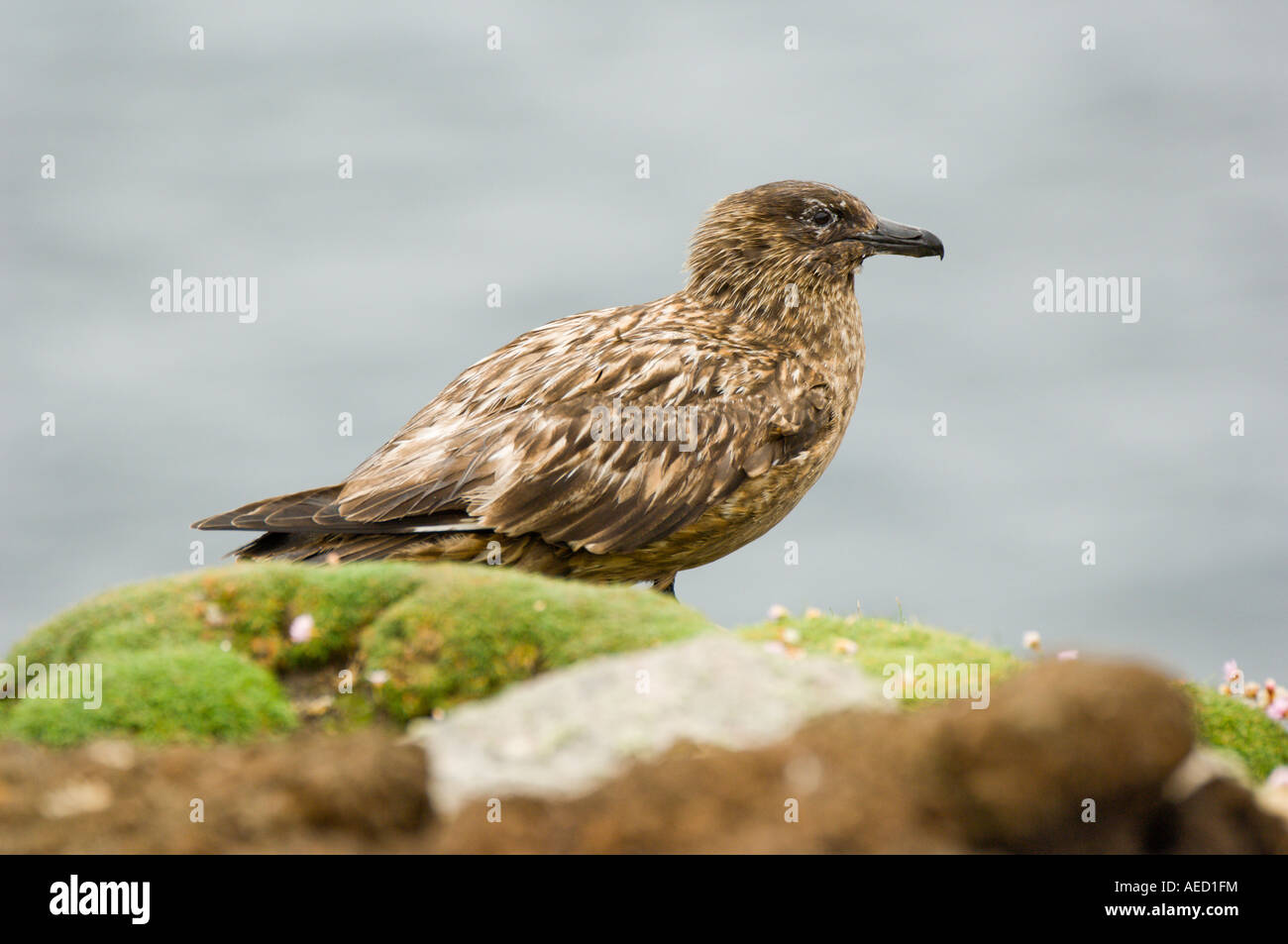 Bonxie or Great Skua (Stercorarius skua), Fair isle, Shetland, UK Stock ...