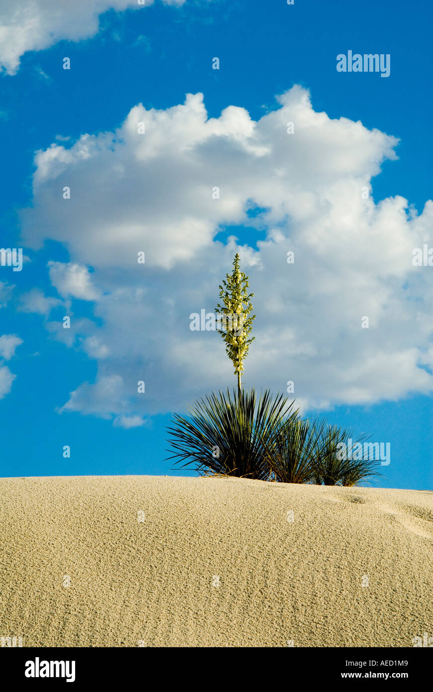 Adams Needle Weak leaf Yucca plant in White Sands National Monument in ...