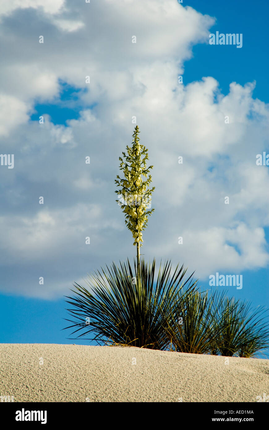 Adams Needle Weak leaf Yucca plant in White Sands National Monument in ...