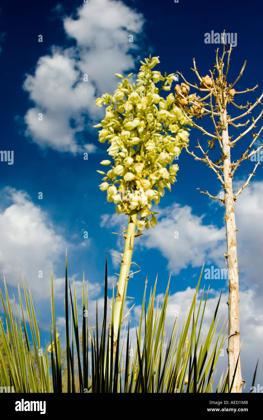 Adams Needle Weak leaf Yucca plant in White Sands National Monument in ...