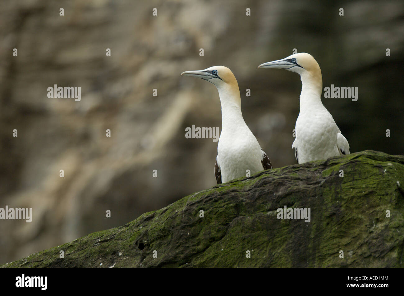 Young Gannets (Sula bassana), Noss Island, Shetland, UK Stock Photo - Alamy