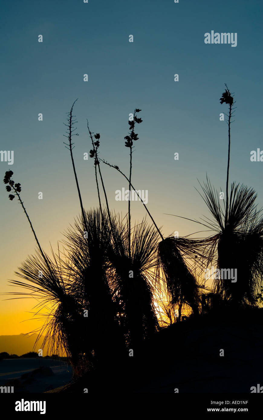 Adams Needle Weak leaf Yucca plant in White Sands National Monument in ...