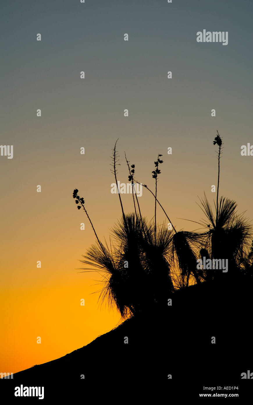 Adams Needle Weak leaf Yucca plant in White Sands National Monument in ...