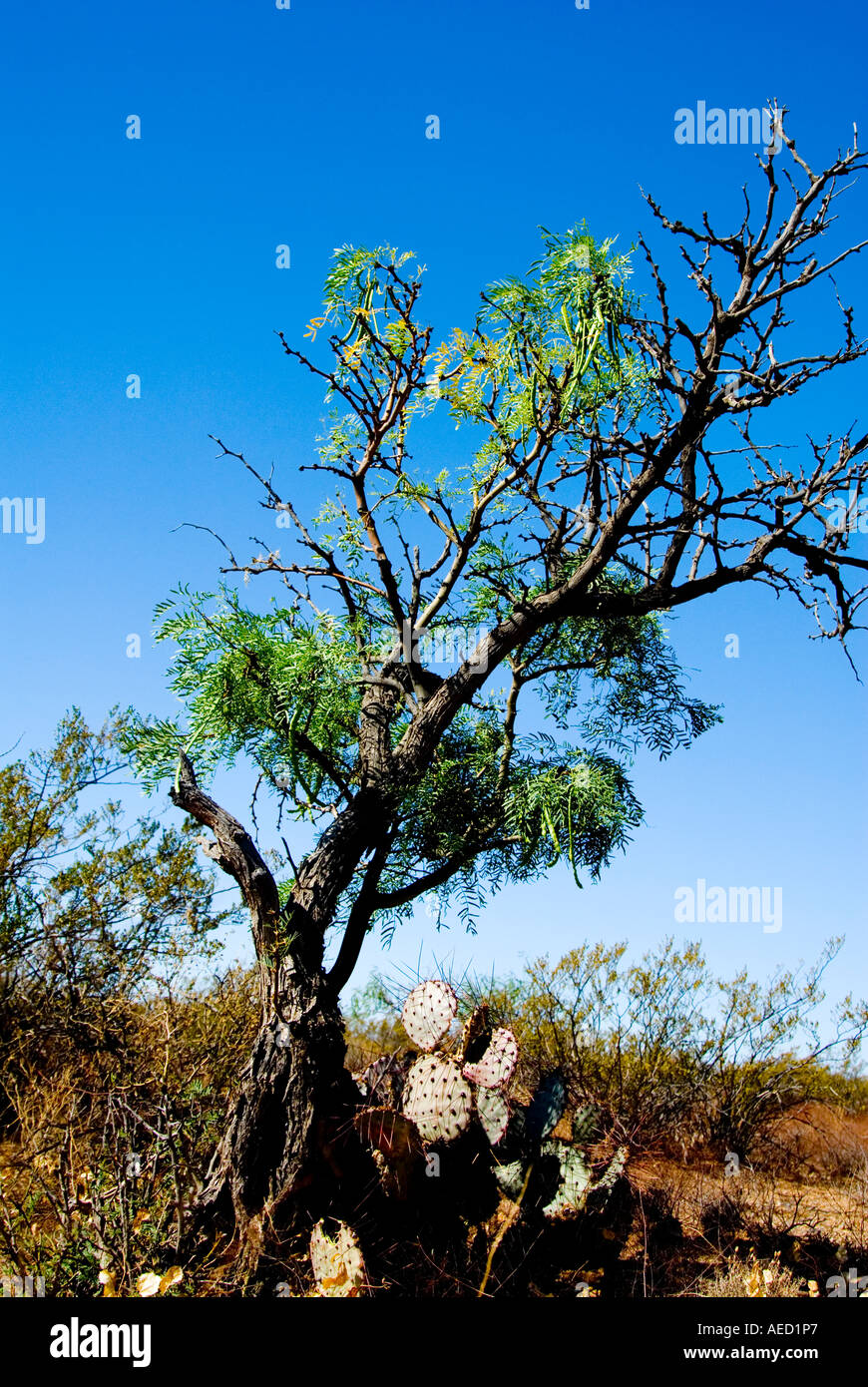 Desert scene with scrub tree and cactus Stock Photo - Alamy