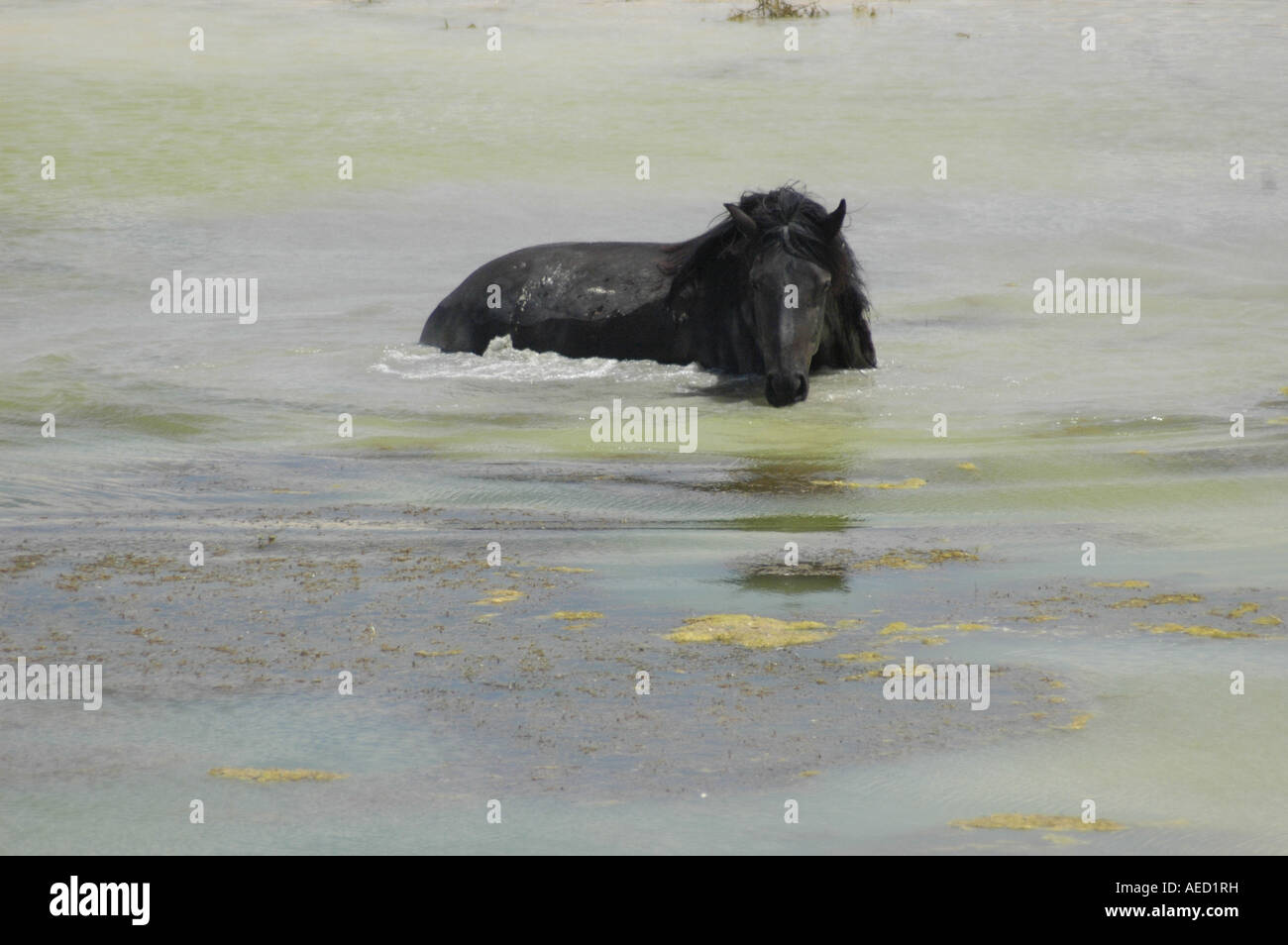 wild horse swimming Stock Photo - Alamy