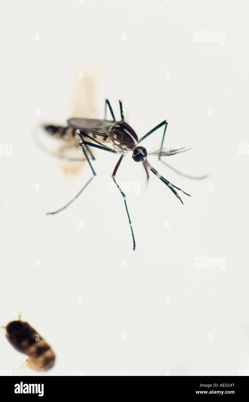 Newly born male Asian Tiger Mosquito (Aedes albopictus) resting at the ...