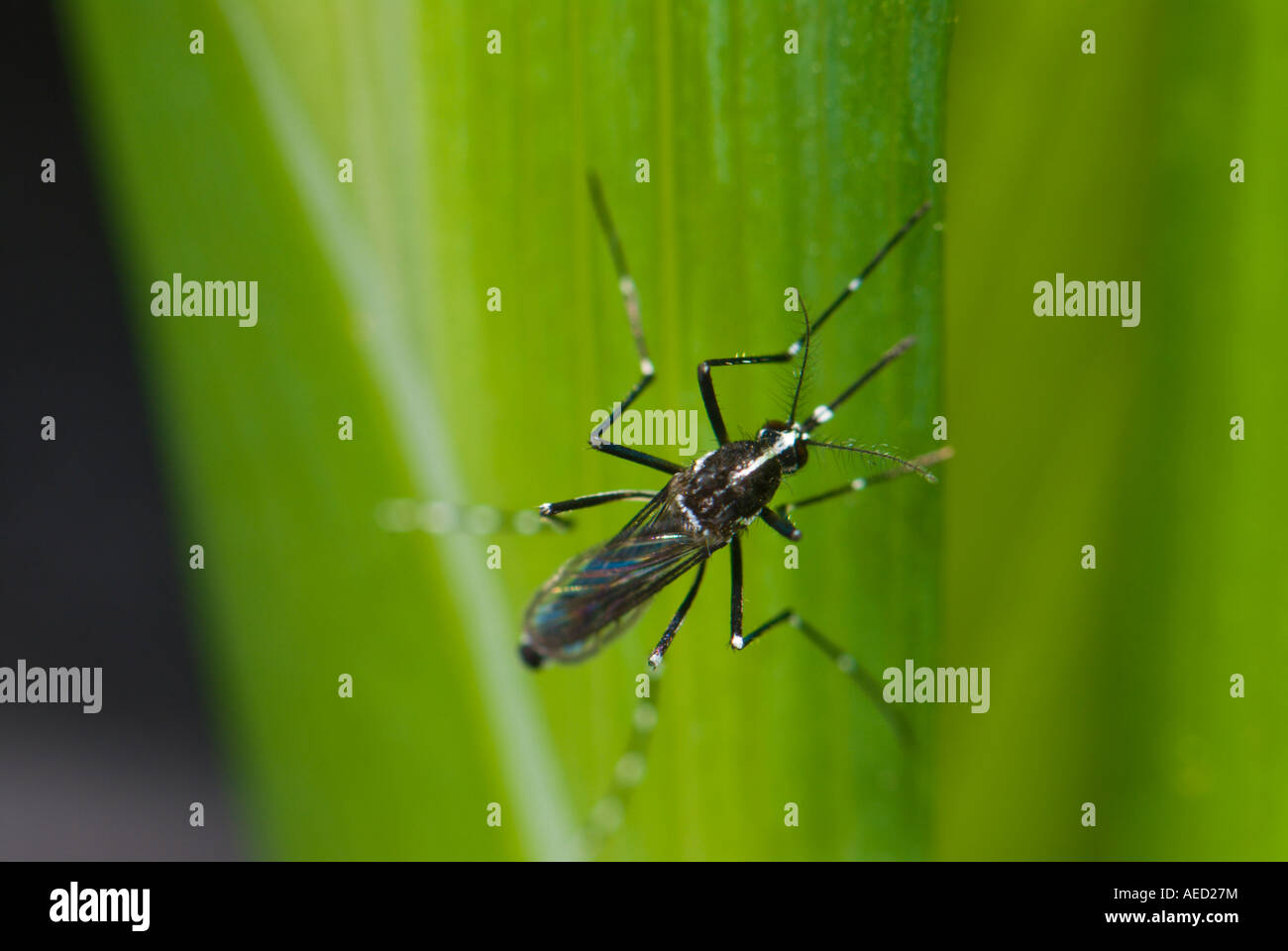 Adult resting female of the Asian Tiger Mosquito (Aedes albopictus ...