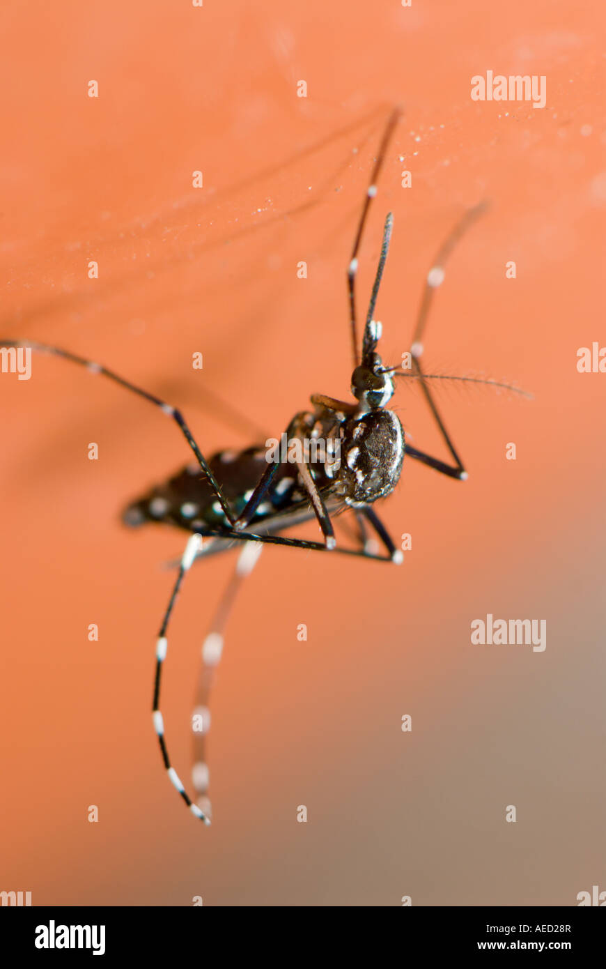 Adult resting female of the Asian Tiger Mosquito (Aedes albopictus ...