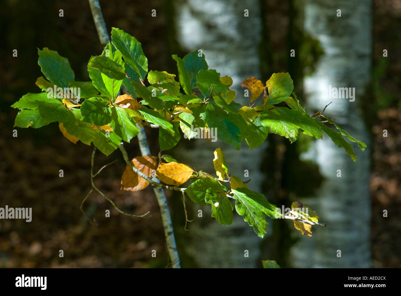 Beech foliage (Fagus sylvatica), Navarra, Spain Stock Photo - Alamy