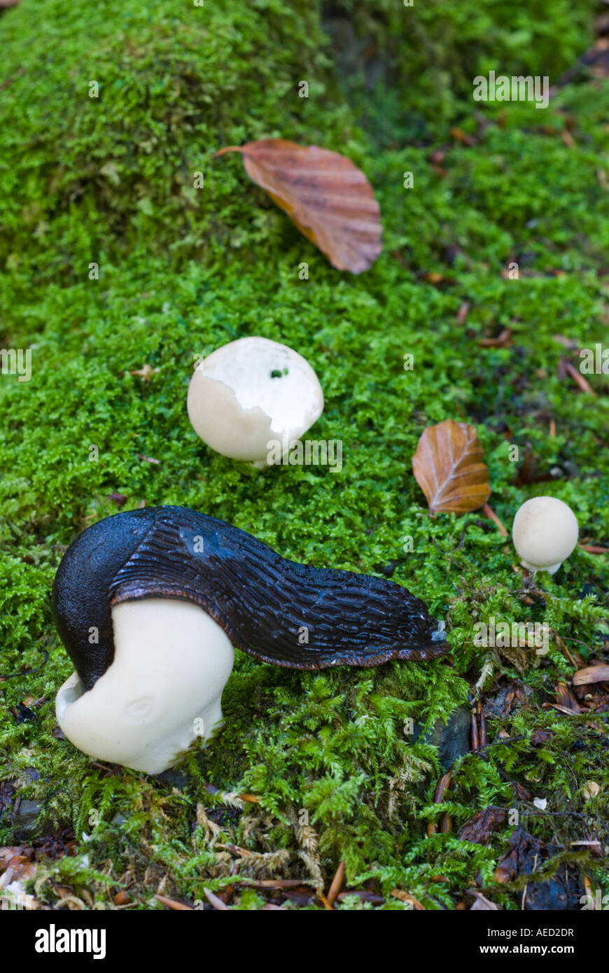 Black Slug feeding on Puffball mushroom, Navarra, Spain Stock Photo - Alamy