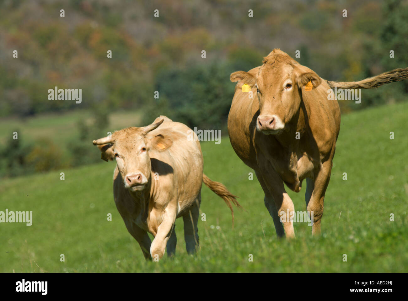 Family cow and calf on meadow Stock Photo - Alamy