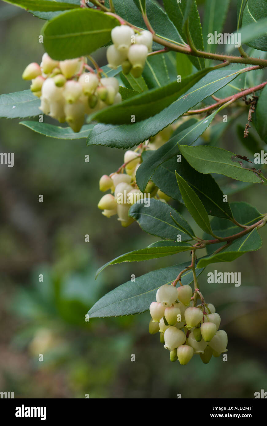 Strawberry Tree (Arbutus unedo) flower, Spain Stock Photo - Alamy