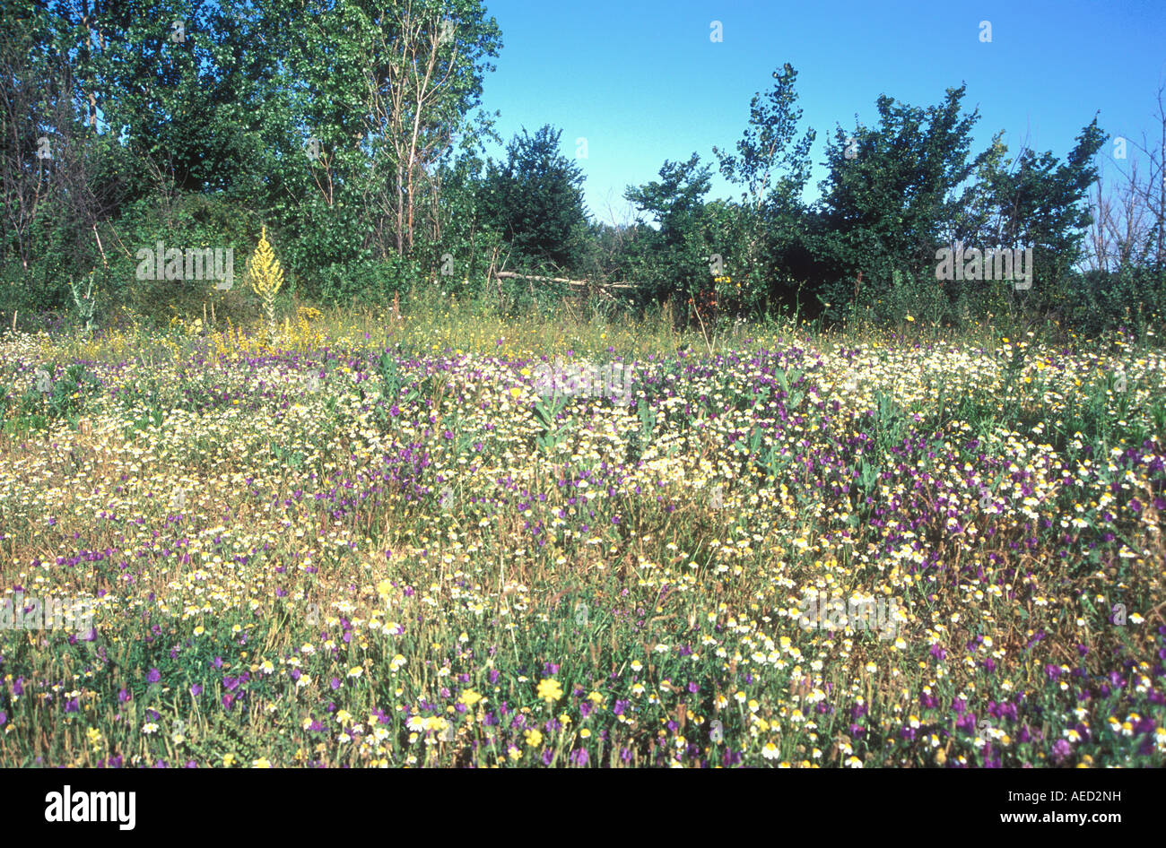 Wildflowers on the Camino to Santiago Stock Photo - Alamy