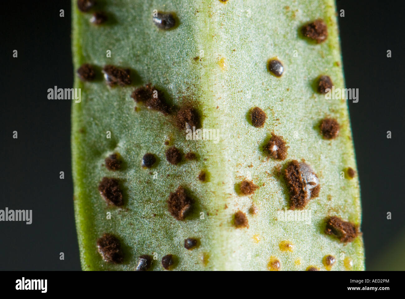 Mold or mildew fungus on vegetal leaf Stock Photo - Alamy