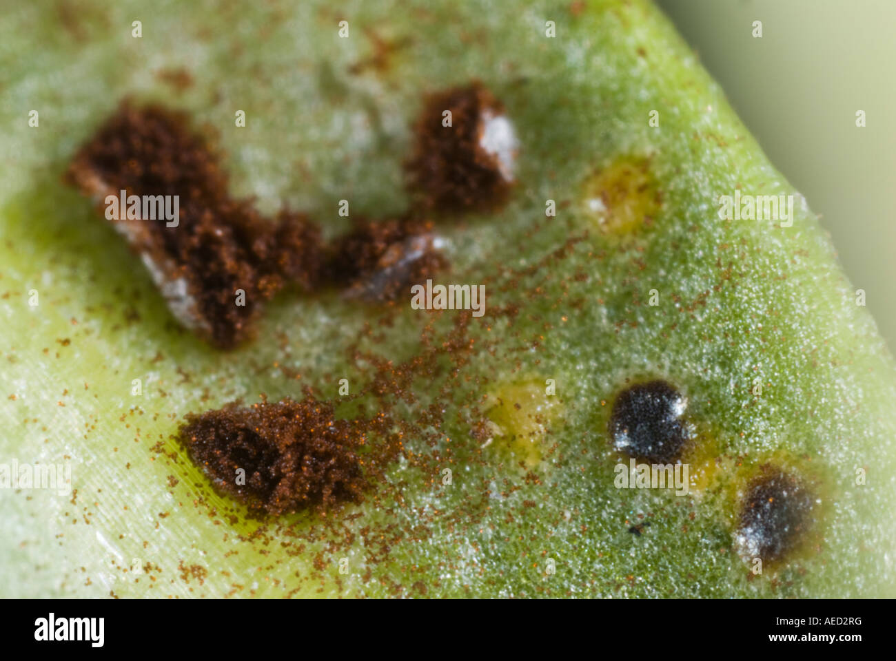 Mold or mildew fungus on vegetal leaf Stock Photo - Alamy