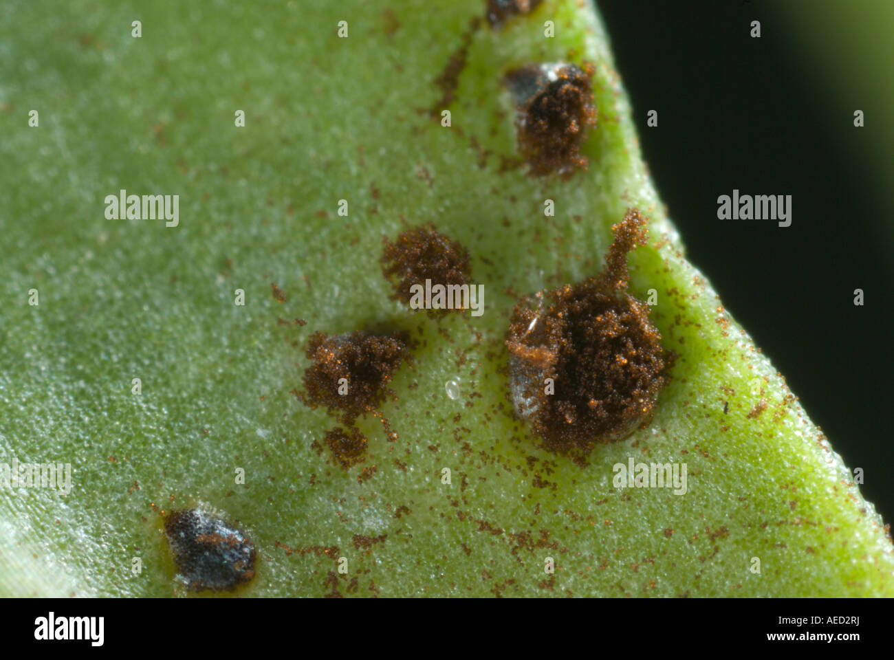 Mold or Mildew on a plant leaf Stock Photo - Alamy