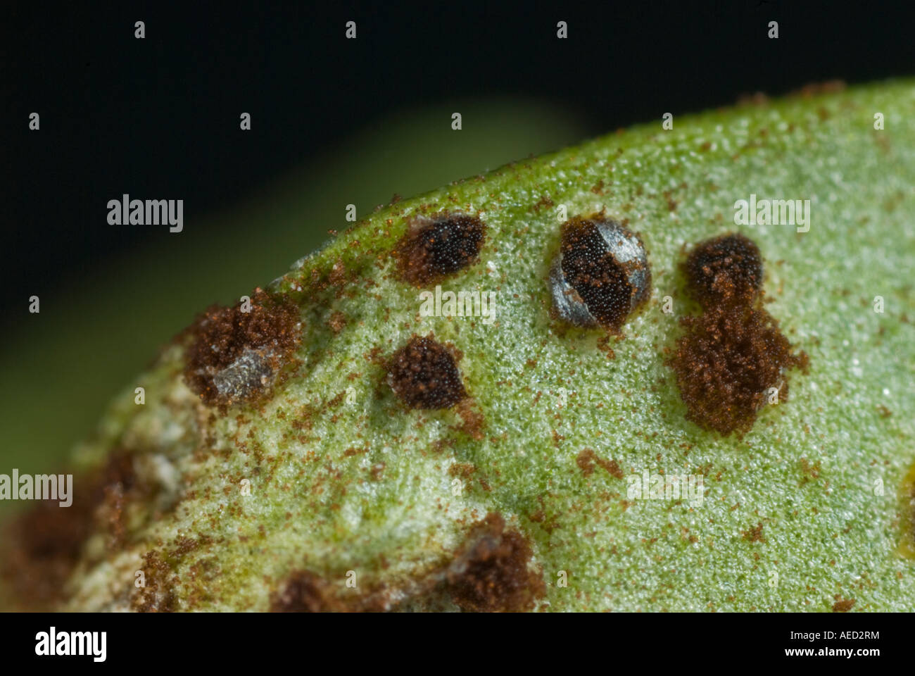 Mold or Mildew on a plant leaf Stock Photo - Alamy
