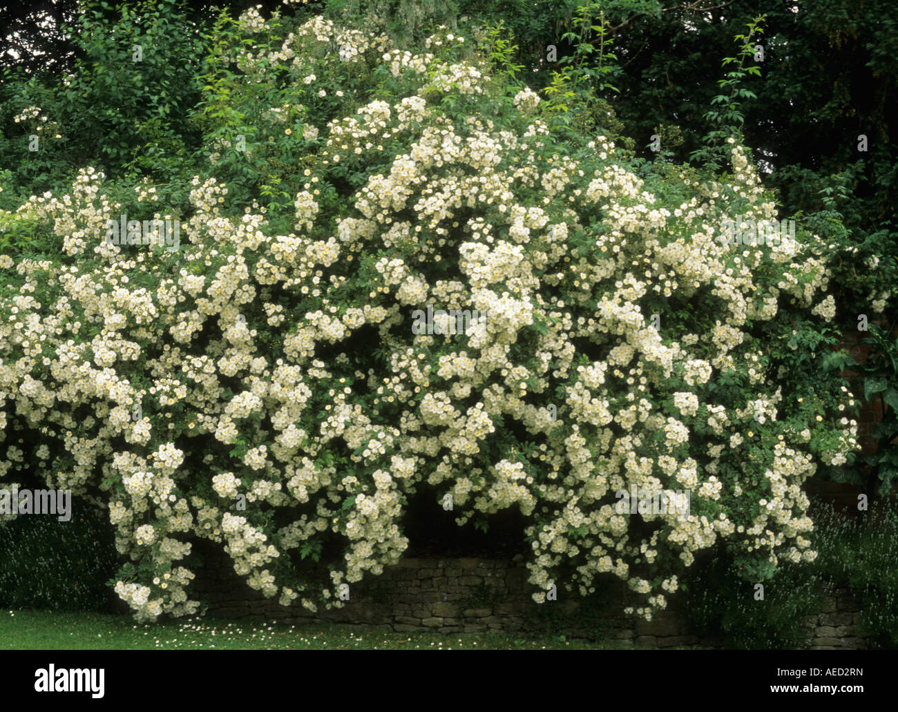 Towersey Manor Oxfordshire climbing rose Rosa Rambling Rector on wall ...