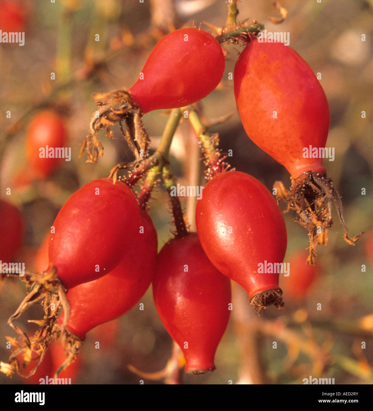 Rosa rubiginosa Sweet briar or Eglantine Rose syn R eglanteria Stock ...
