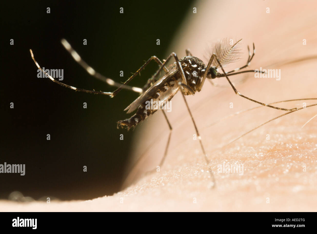 Male asian tiger mosquito spain hi-res stock photography and images - Alamy