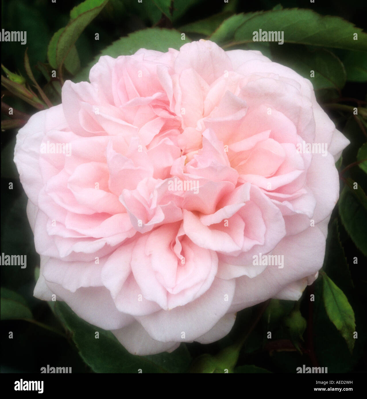 modern shrub rose Rosa Scepter d Isle Stock Photo - Alamy