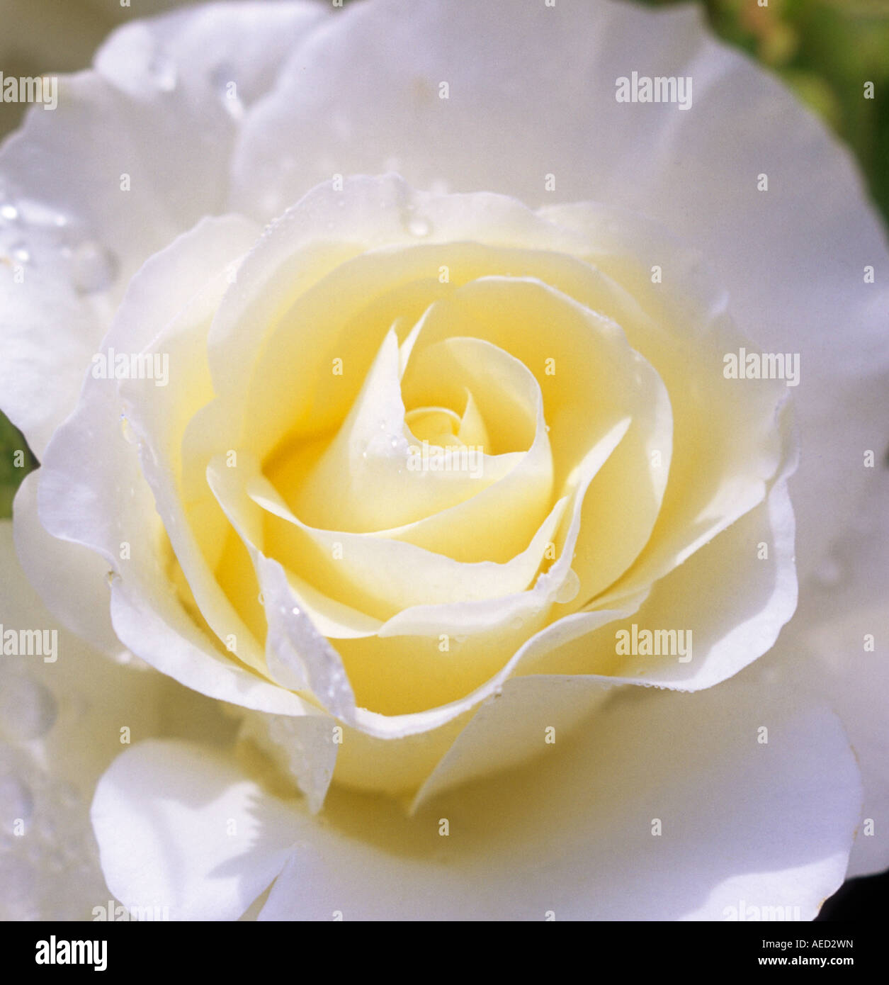 John Rose High Resolution Stock Photography and Images - Alamy