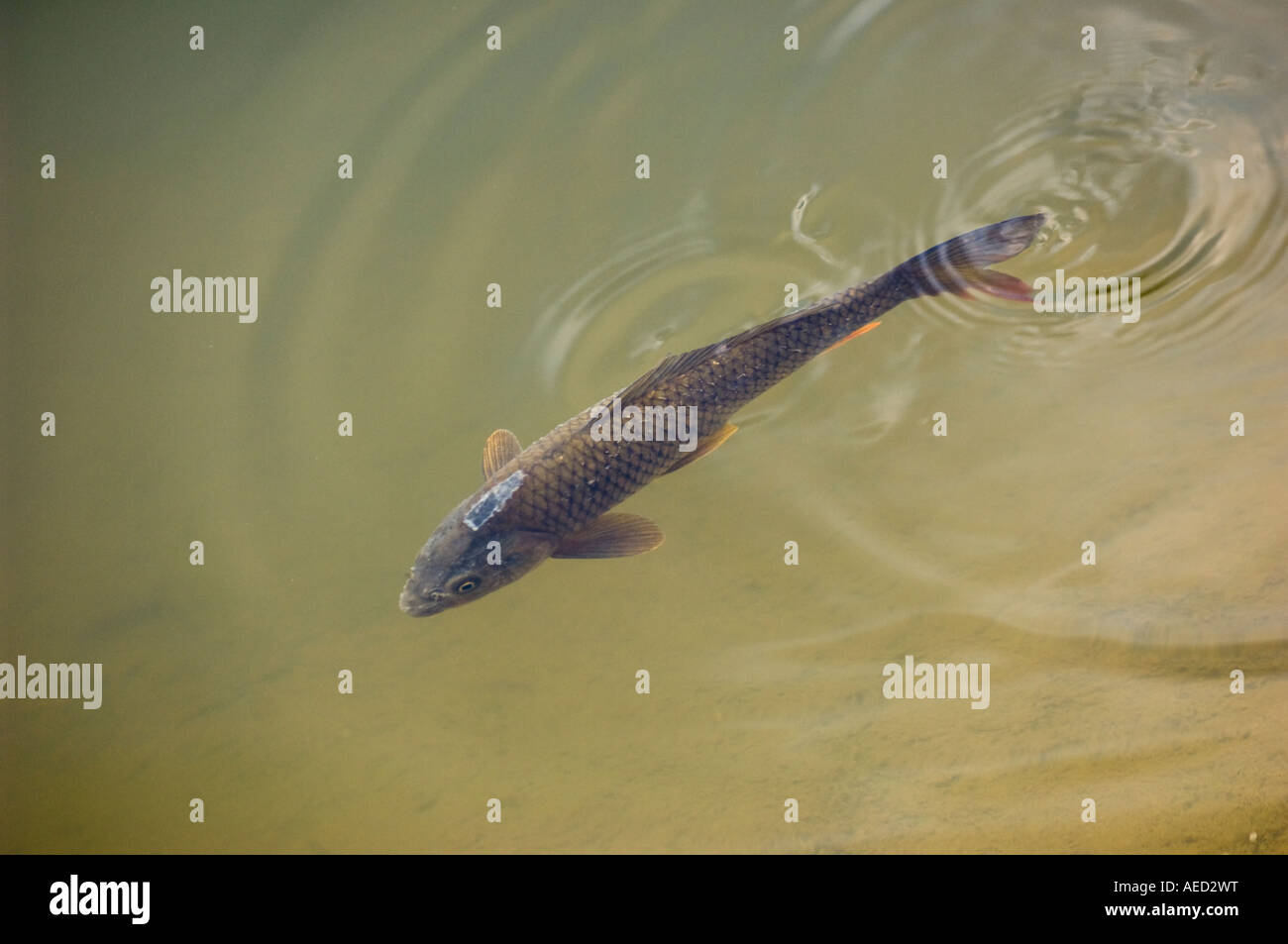 Carp (Cyprinus carpio) swimming in water reservoir, Spain Stock Photo ...