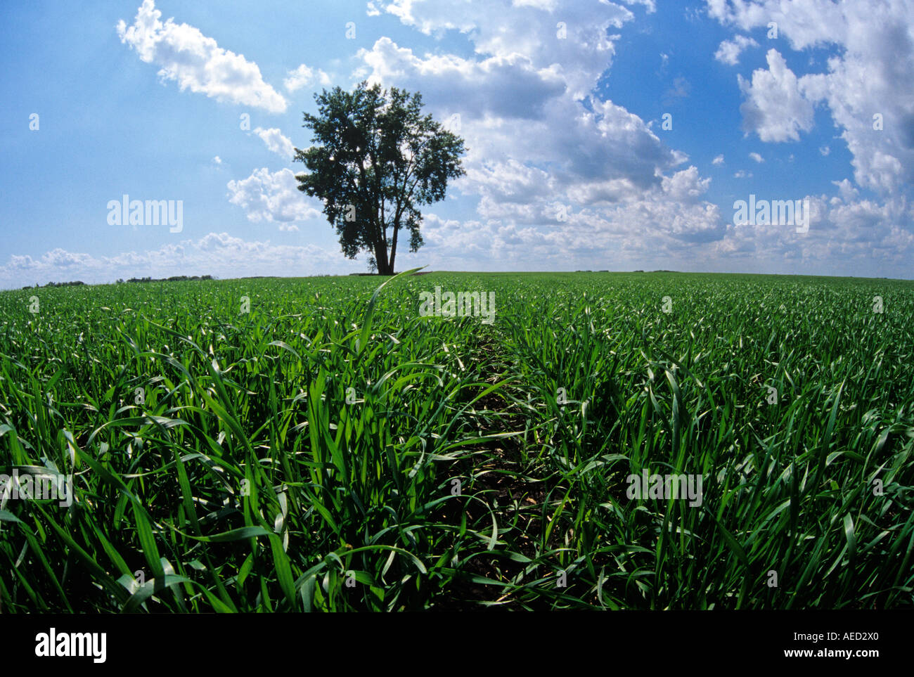 Canada prairie spring wheat hi-res stock photography and images - Alamy